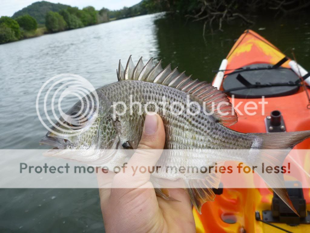 QLD- Upper reaches Maroochy River | Kayak and Fishing Forum