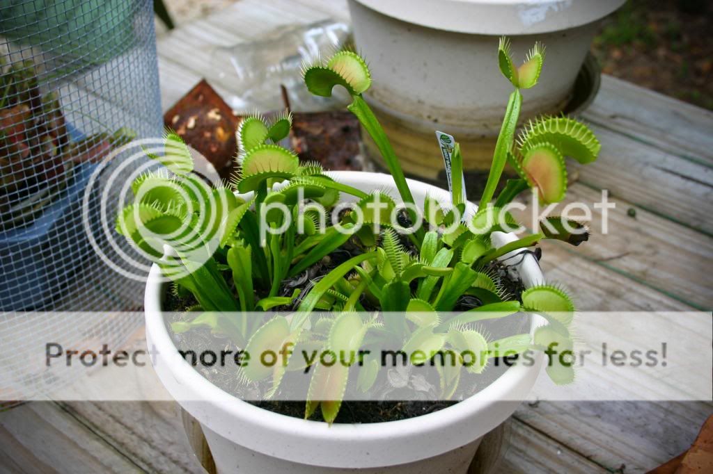 My collection. - FlyTrapCare Forums