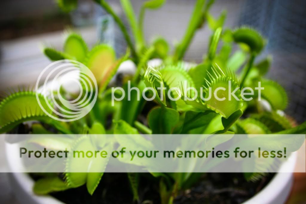 My collection. - FlyTrapCare Forums