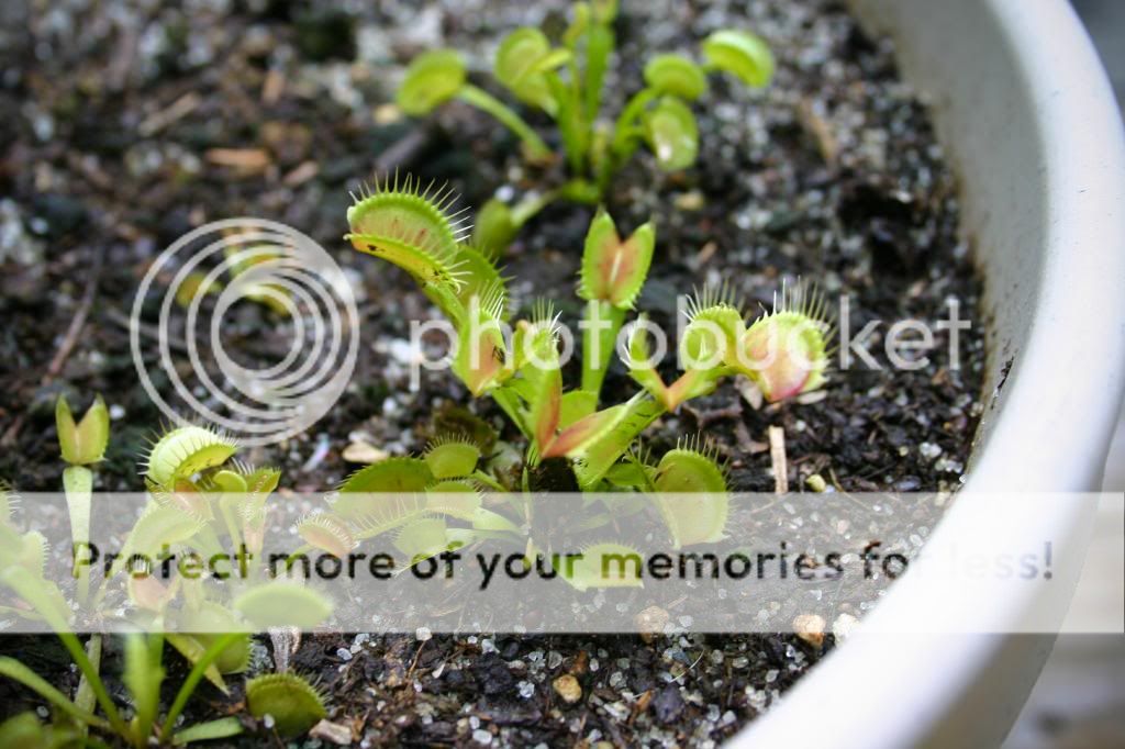 My collection. - FlyTrapCare Forums