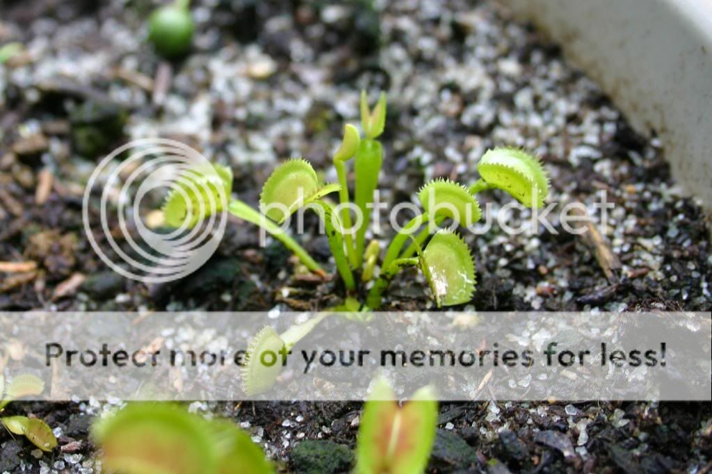 My collection. - FlyTrapCare Forums