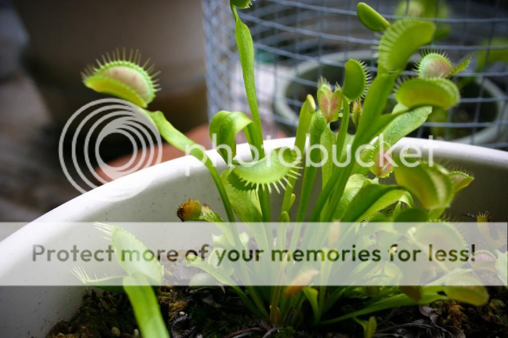 My collection. - FlyTrapCare Forums